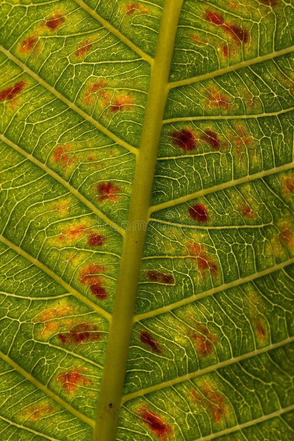 An Abstract Close Up Macro of a Leaf Stock Photo - Image of detail ...