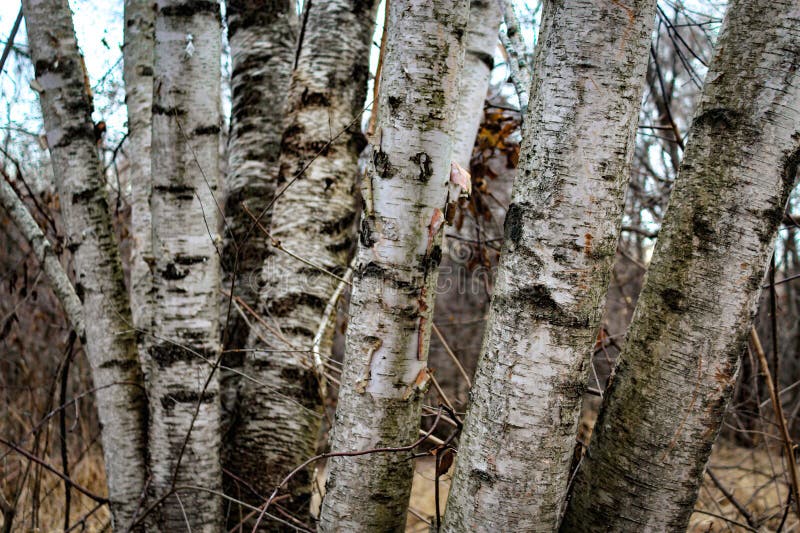 Abstract Close-up of Multi-trunk White Paper Birch Trees with Beautiful ...