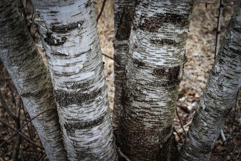 Abstract Close-up of Multi-trunk White Paper Birch Trees with Beautiful ...