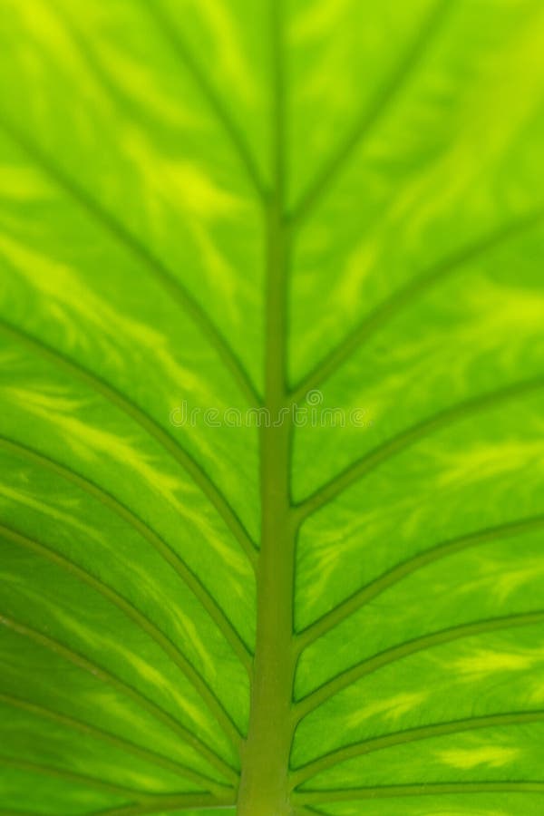 Abstract Close-up Photo of a Big Green Leaf - Perfect for Background ...