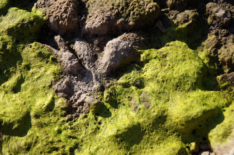 Algae of the Rock stock photo. Image of glass, colored - 128218432