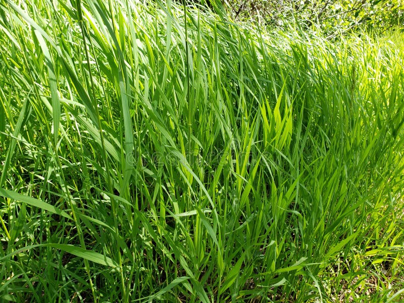 Abstract Close Up of Tall Grass Near the Snake River Stock Photo ...