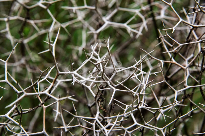 Abstract Close Up of a Thorn Bush Stock Illustration - Illustration of ...