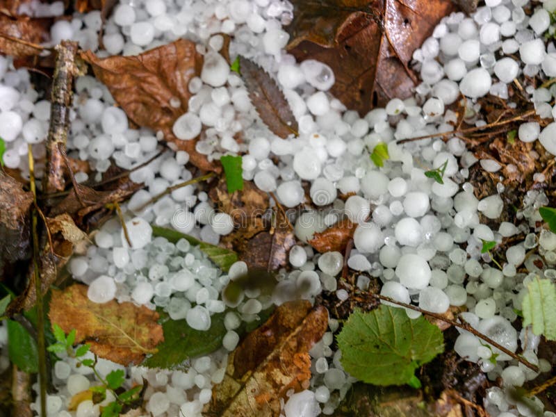 Abstract Close-up View with Hail Grains on Colored Leaf Background ...