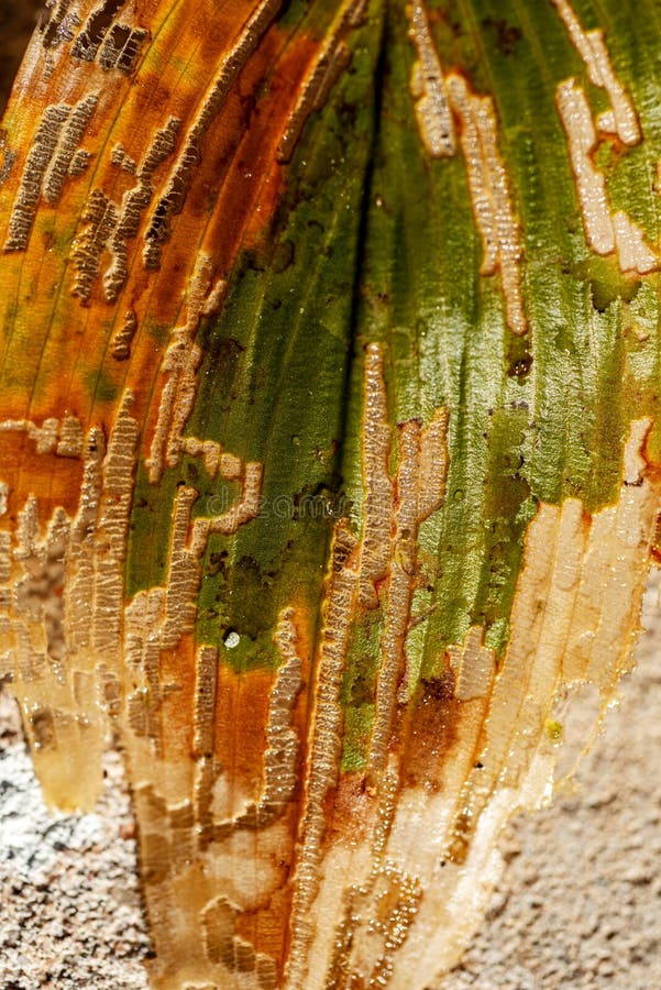 Abstract Close-up View of Leaf Texture, Water Plant in Backlight ...