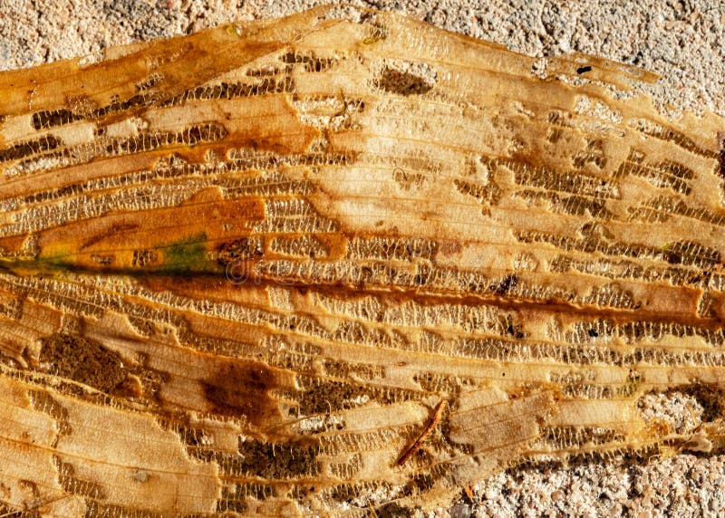 Abstract Close-up View of Leaf Texture, Water Plant in Backlight ...