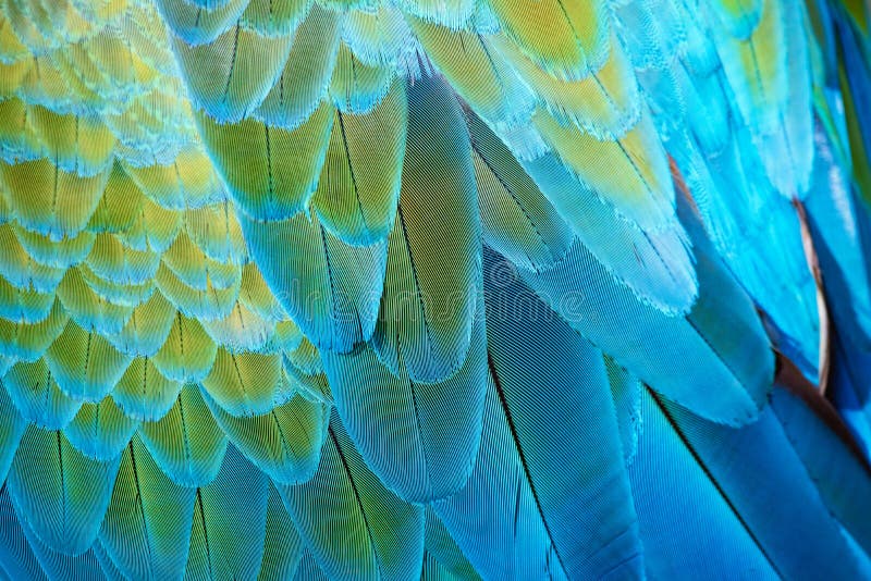 Abstract Closeup of Blue Macaw Feather Stock Image - Image of ...