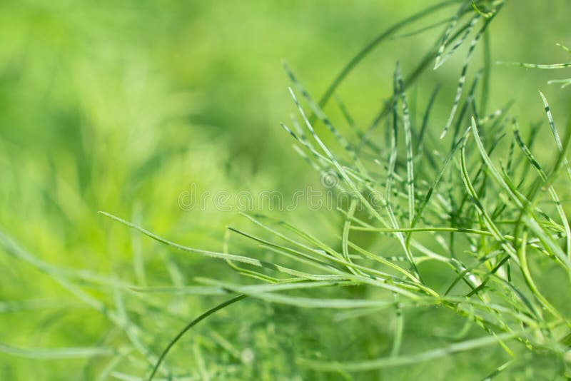 Abstract Closeup View of Figured Fresh Long Grass Stock Image - Image ...