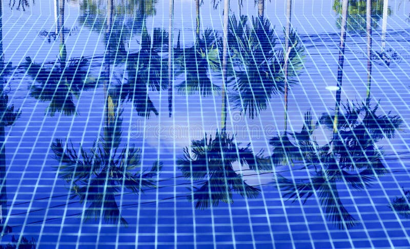 Abstract Coconut Tree Reflection Stock Photo - Image of nature, green ...