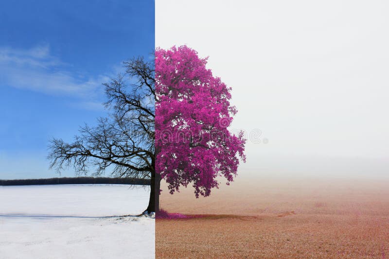 Different Sides of Tree with Changing Seasons from Winter To Autumn ...