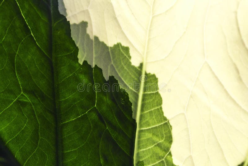 Abstract Color Layer on the Leaves.Created by Natural. Stock Photo ...