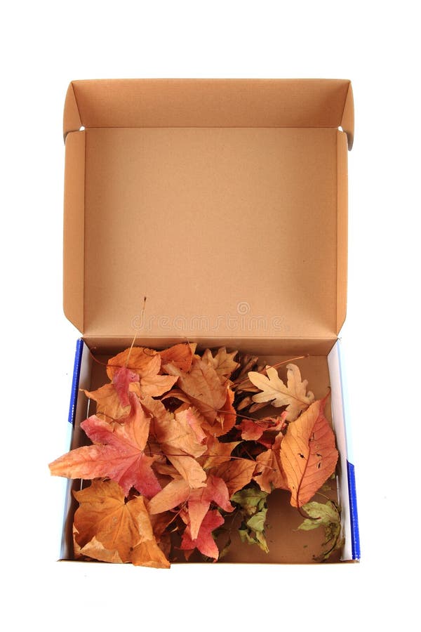 Abstract Color Leaves in the Box Stock Photo - Image of seasonal, color ...
