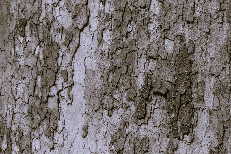Colored in Blue Bark of Tree Background Stock Photo - Image of natural ...