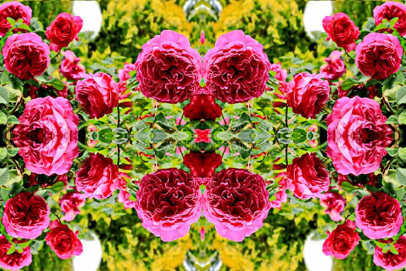 Abstract Colored Rose Ornaments Used As Base for Illustrations and ...