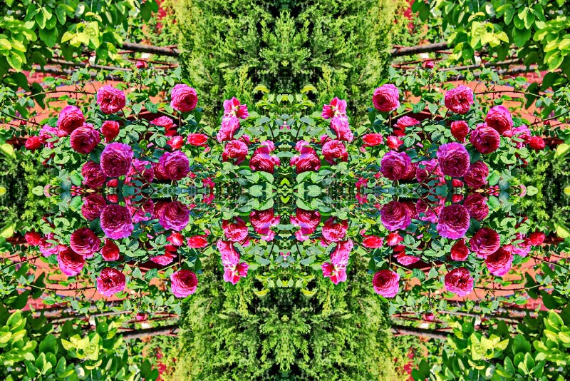 Abstract Colored Rose Ornaments Used As Base for Illustrations and ...