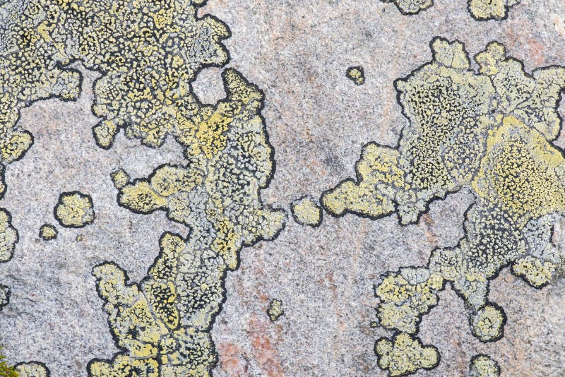 Abstract Colorful Background of Lichen on Stone Surface. Stone Surface ...