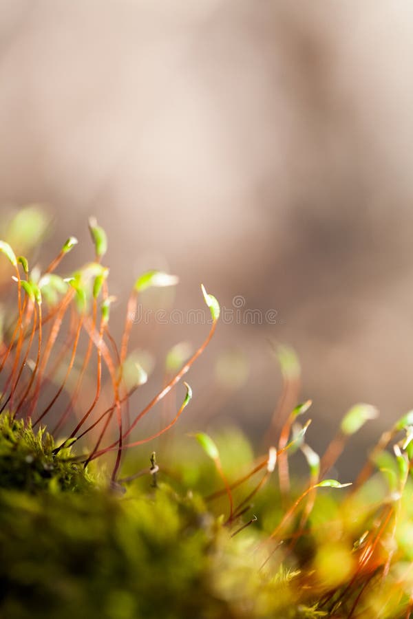 Abstract, Colorful Composition with Moss Flowers Stock Image - Image of ...