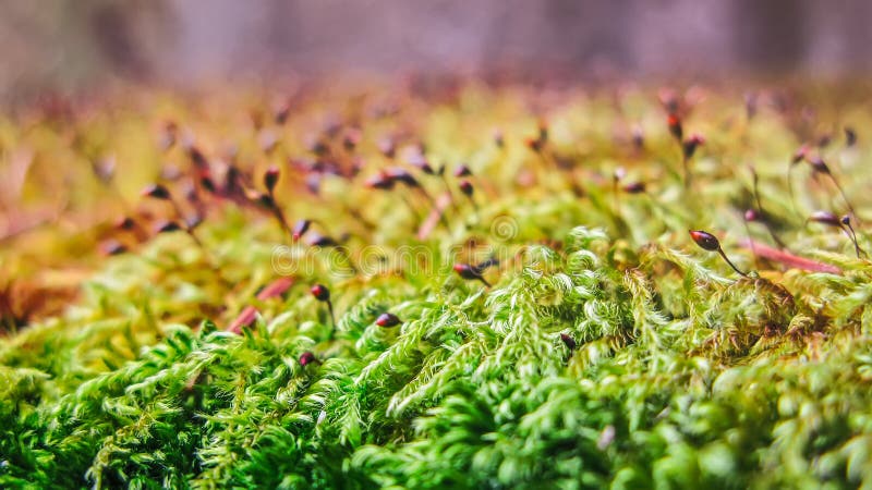 Moss macro shot. stock photo. Image of colorful, nature - 92124624