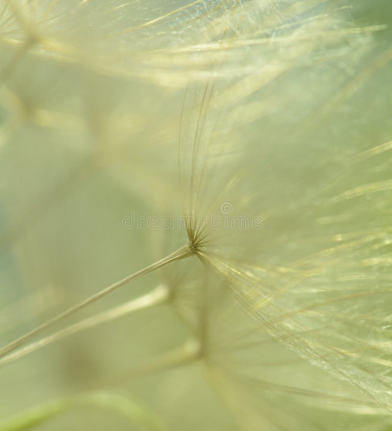 Abstract Colorful Dandelion Seeds Stock Image - Image of gentle ...