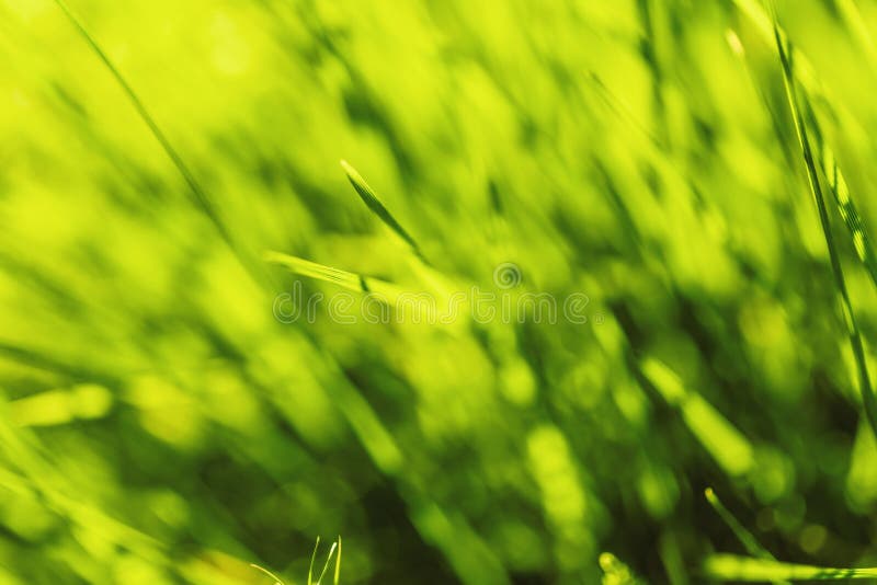 Abstract Colorful Grass Background Stock Image - Image of dandelion ...