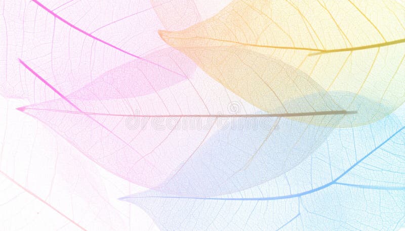 Leaf Skeleton Veins Pattern Stock Illustrations – 1,463 Leaf Skeleton ...