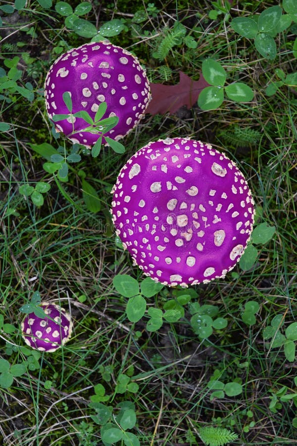 Abstract Coloured Toadstool Stock Photo - Image of imagine, dreams ...