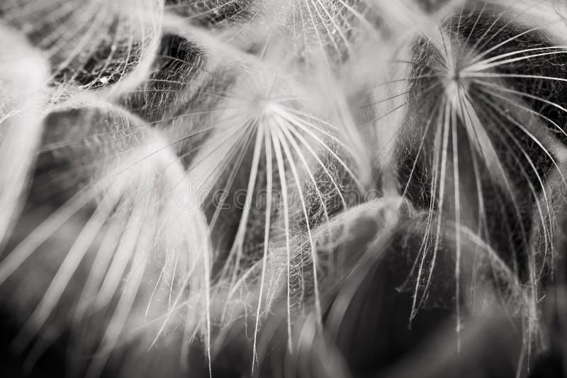 Abstract Composition with Dandelion Seeds Stock Photo - Image of black ...