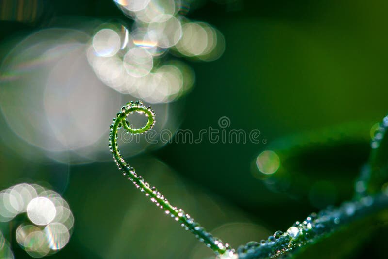 Abstract Composition With Dew Drops Over Plants Stock Image - Image of ...
