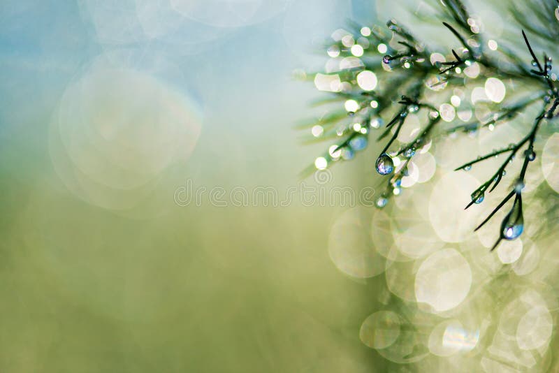 Abstract Composition with Dew Drops Over Plants Stock Image - Image of ...
