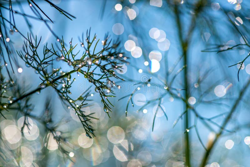 Abstract Composition with Dew Drops Over Plants Stock Image - Image of ...