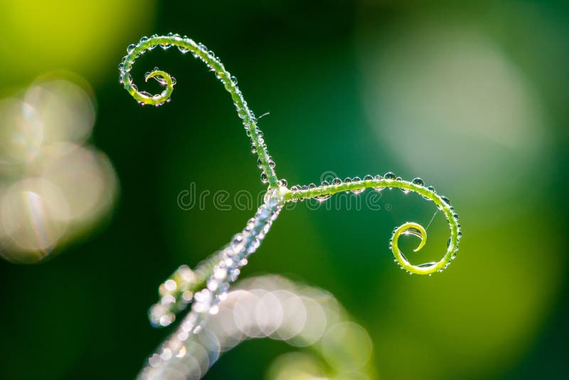 Abstract Composition with Dew Drops Over Plants Stock Image - Image of ...