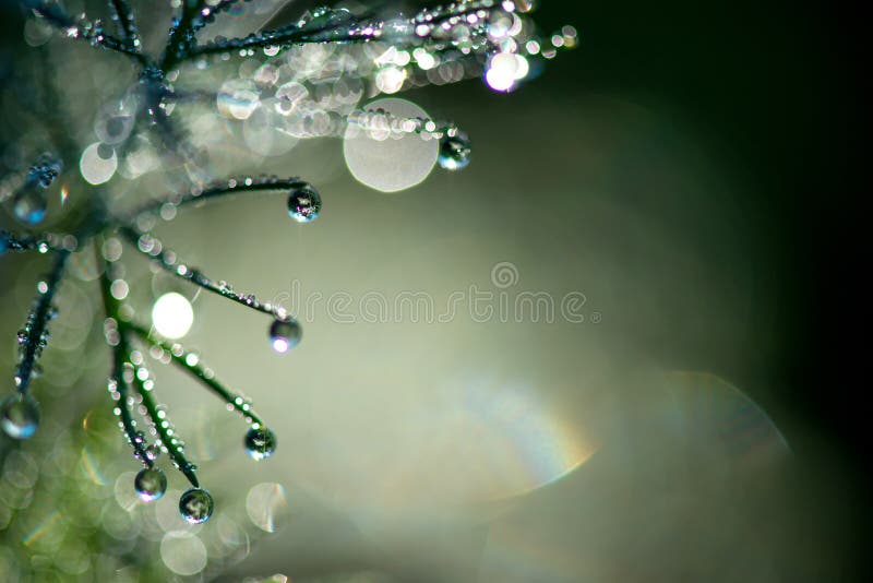 Abstract Composition with Dew Drops Over Plants Stock Image - Image of ...
