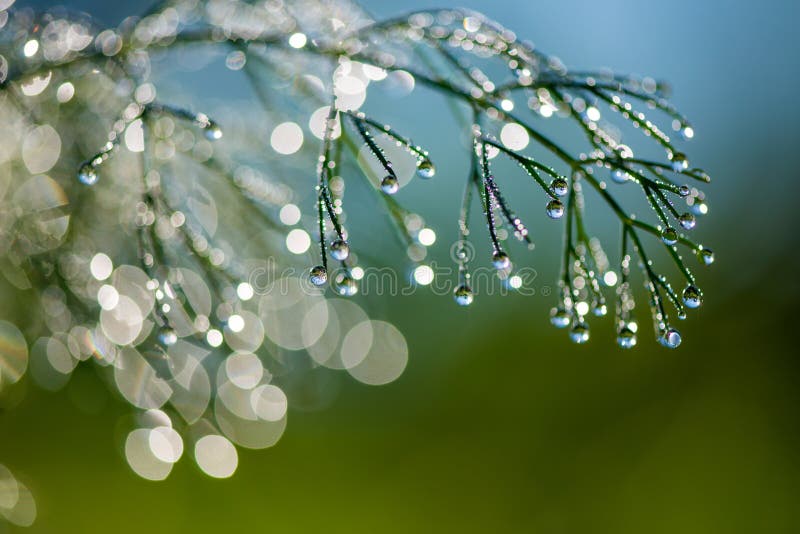 Abstract Composition with Dew Drops Over Plants Stock Image - Image of ...