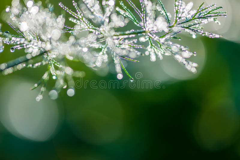 Abstract Composition with Dew Drops Over Plants Stock Image - Image of ...