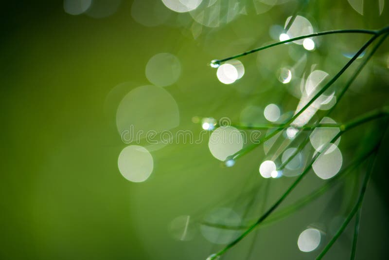 Abstract Composition with Dew Drops Over Plants Stock Image - Image of ...
