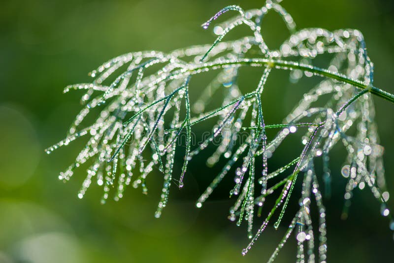 Abstract Composition With Dew Drops Over Plants Stock Image - Image of ...