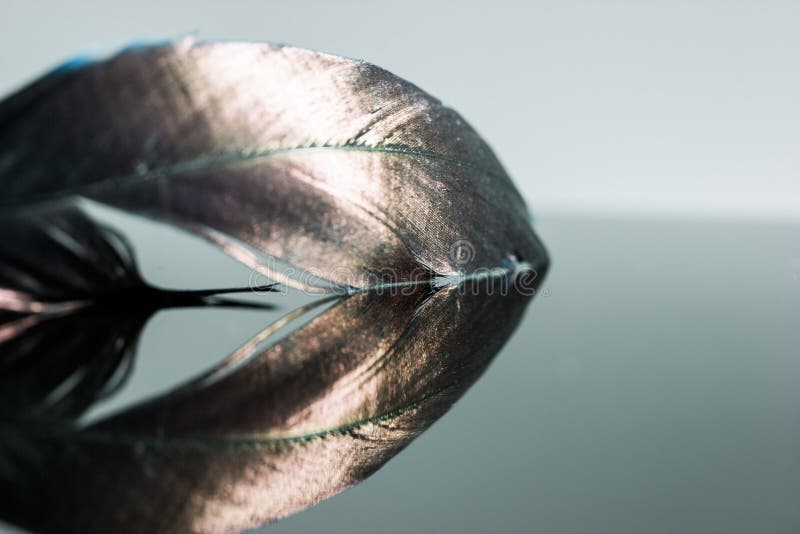 Abstract Composition with Feather Stock Photo - Image of blue, pattern ...