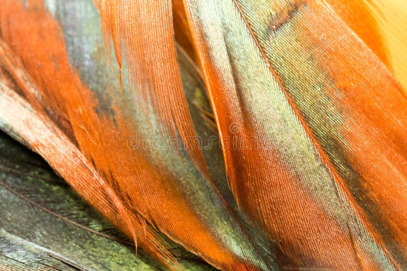 Abstract Composition with Feather Stock Photo - Image of detail ...