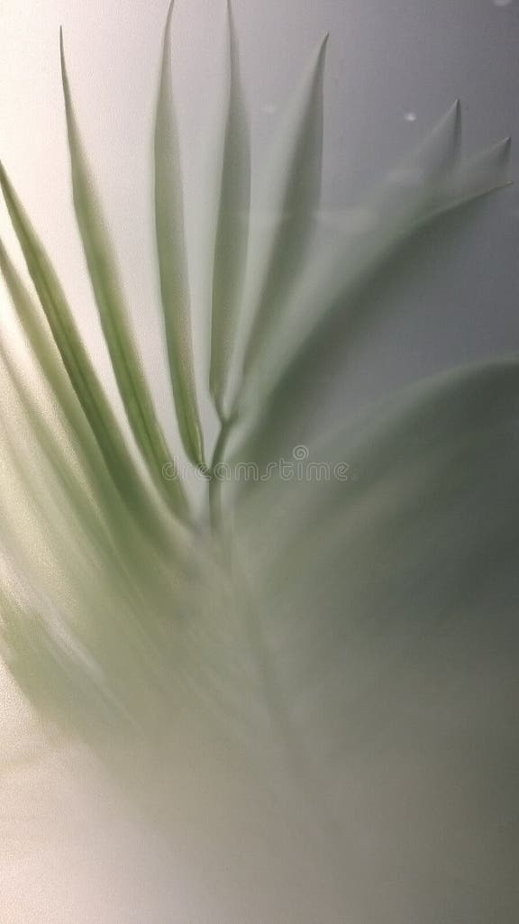Abstract Green Background with Palm Leaf and Shadow of the Palm Leaf ...