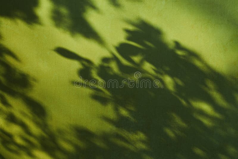 Abstract Composition of Leaves Shadows on the Green Wall Texture ...