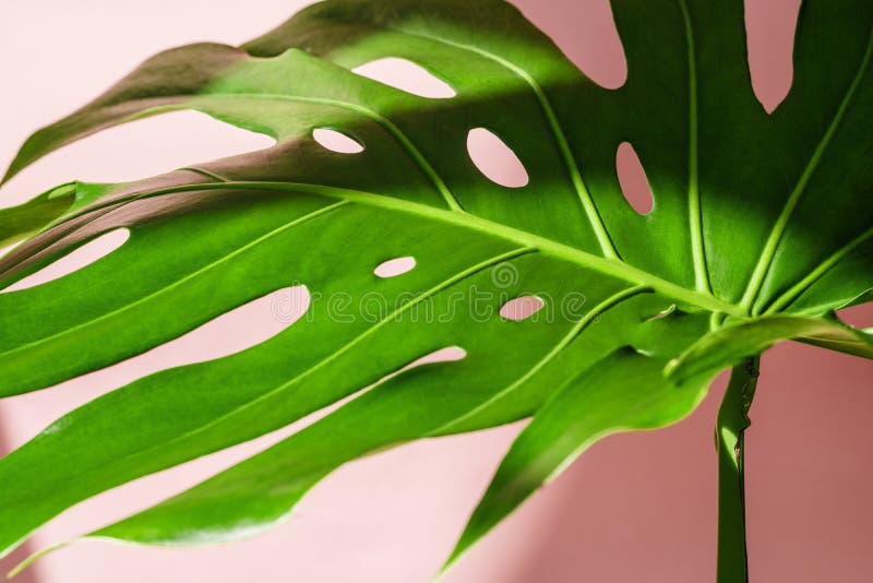 Abstract Composition from Monstera Leaf Stock Photo - Image of jungle ...