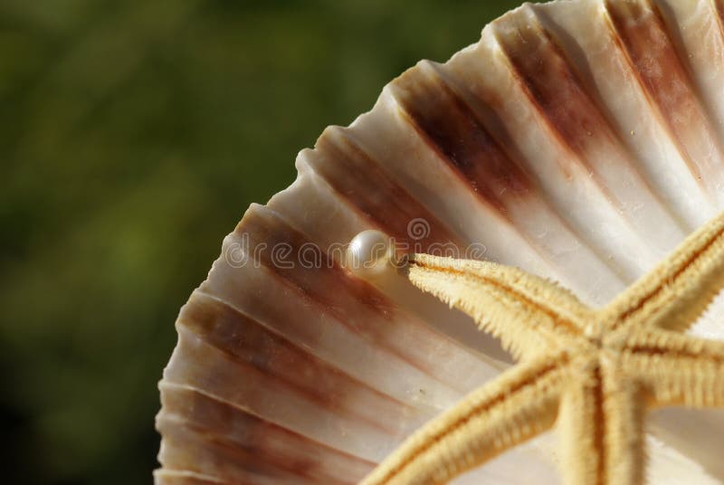 Abstract Composition with a Perl Stock Photo - Image of shell, green ...