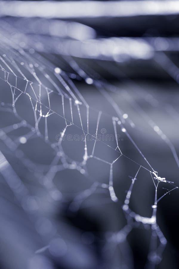 Abstract Composition with Spider Web Stock Photo - Image of morning ...