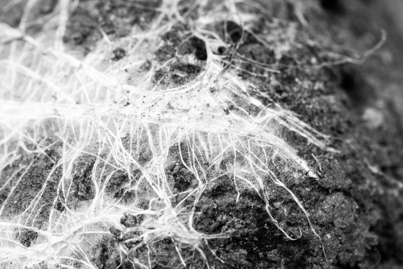 Abstract Composition with White Roots Stock Photo - Image of background ...