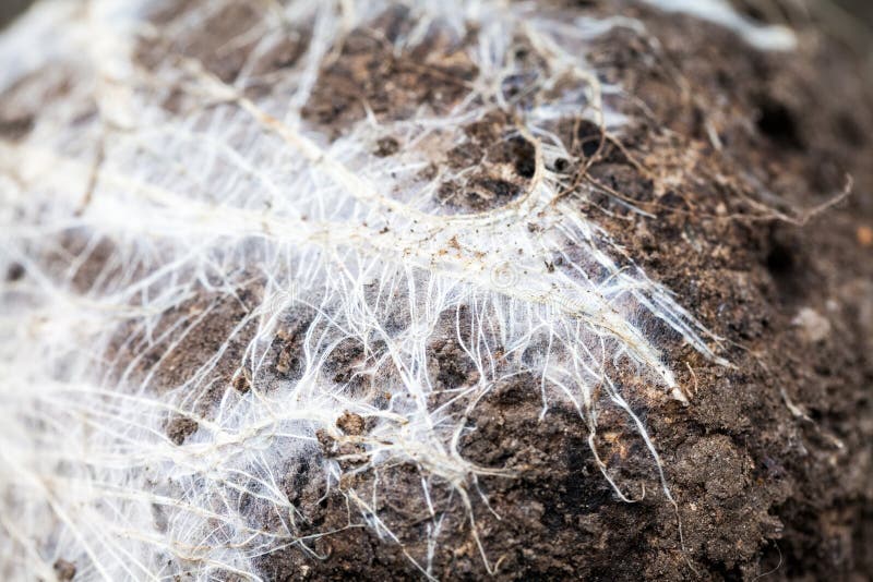 Abstract Composition with White Roots Stock Image - Image of white ...