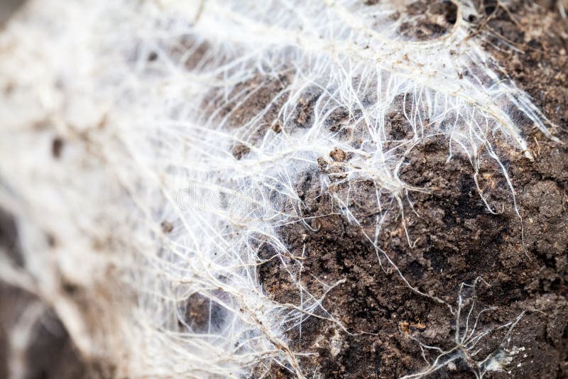 Abstract Composition with White Roots Stock Photo - Image of grunge ...