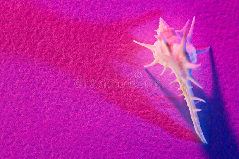 Abstract Conch stock image. Image of bright, unique, shell - 3308365