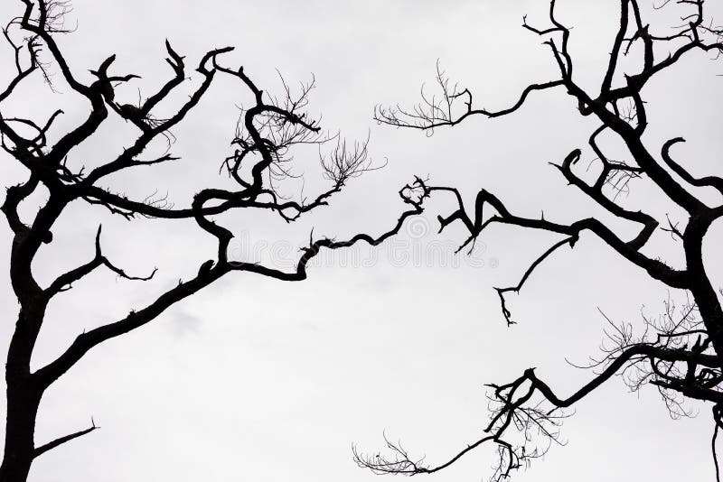 Abstract Connection of Twisted Branches of Trees with White Sky Stock ...