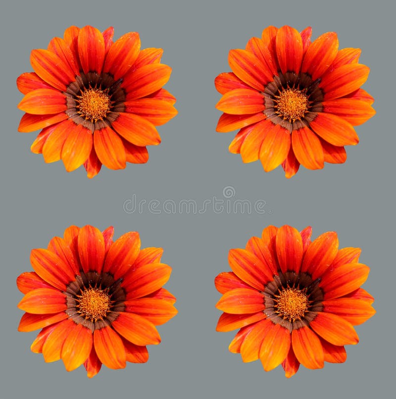 Abstract and Contemporary Floral Digital Wrapping Paper Pattern Design ...