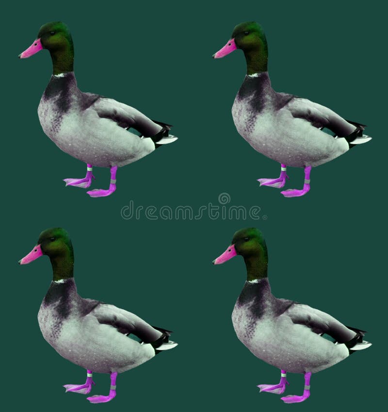 Abstract and Contemporary Retro Duck Greeting Card Design Stock Photo ...